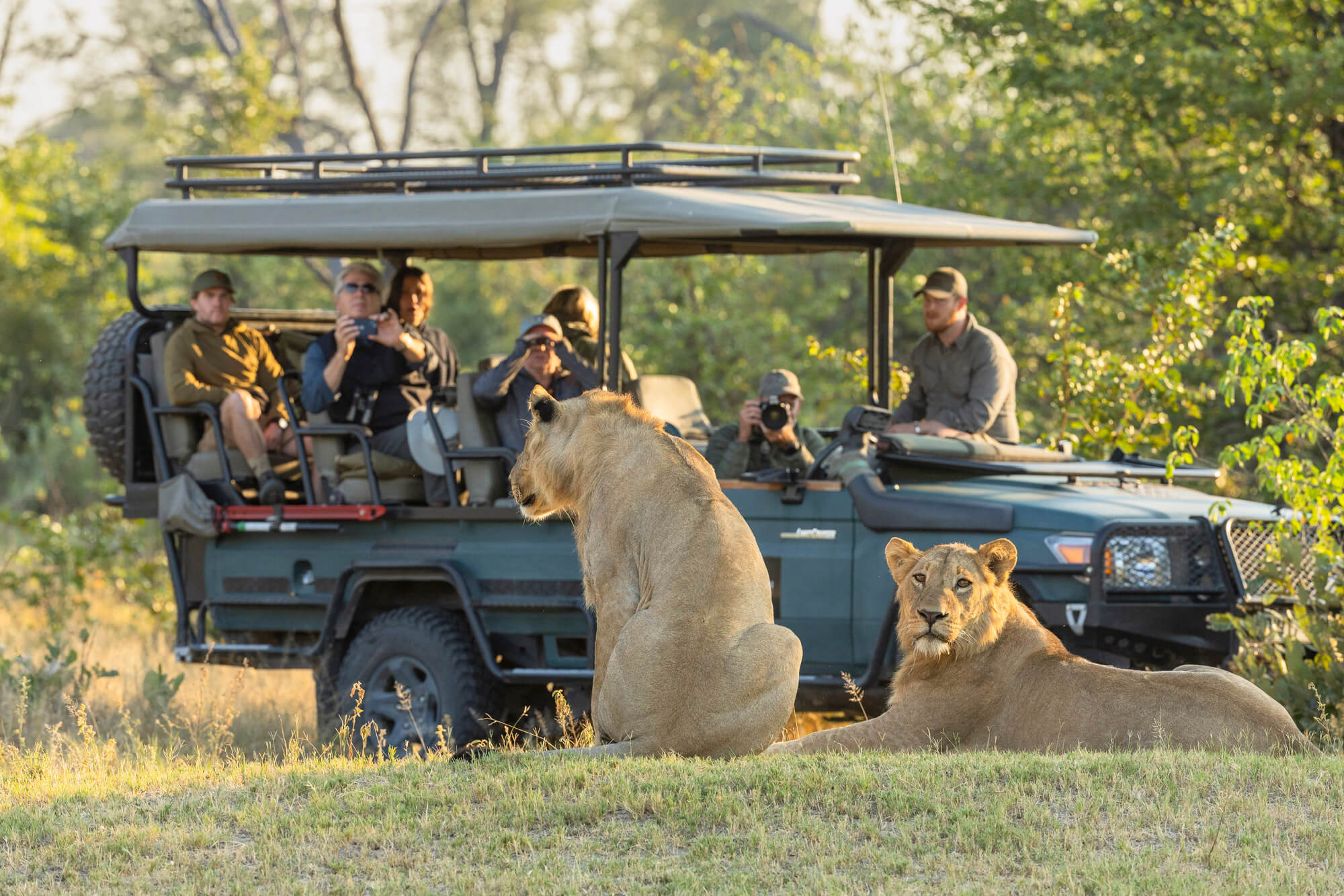 Wildlife Safari in Botswana Africa - Bayou City Adventures